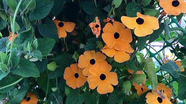 ОДНОЛЕТНЯЯ ДЕКОРАТИВНАЯ ЦВЕТУЩАЯ ЛИАНА.