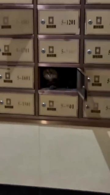 Сонные забавы.