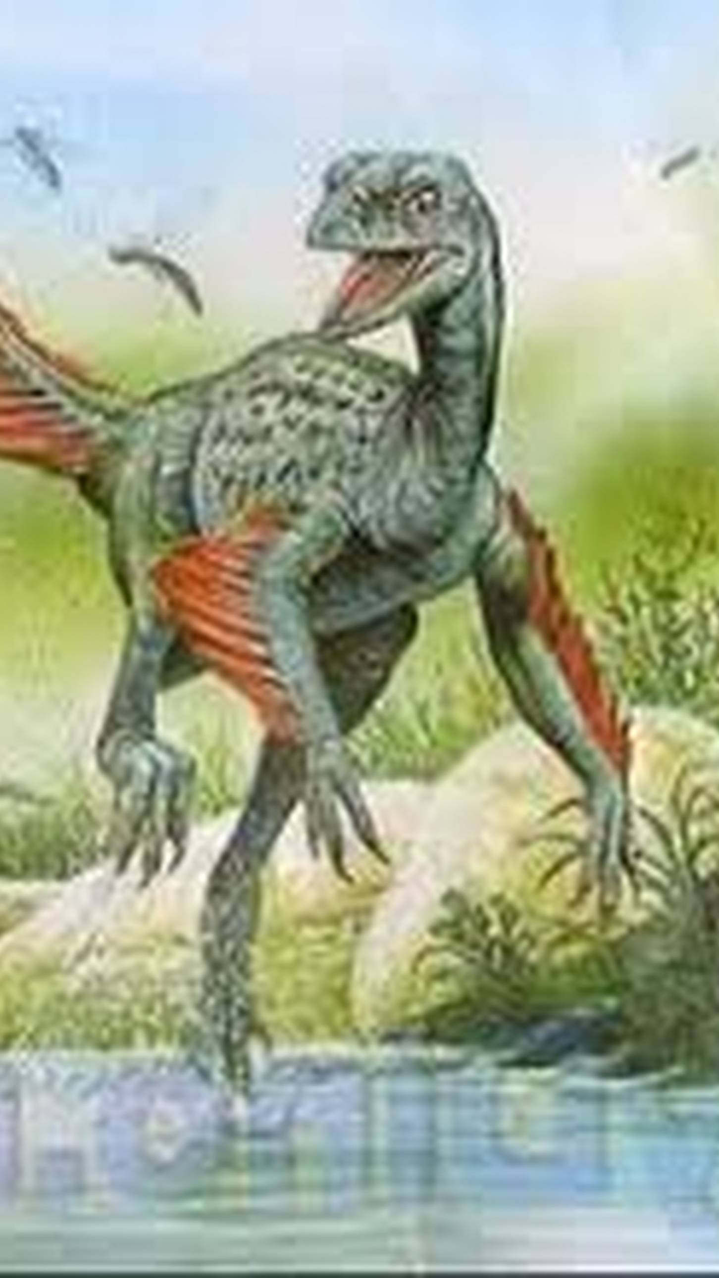 Авимим - вымершая птица.