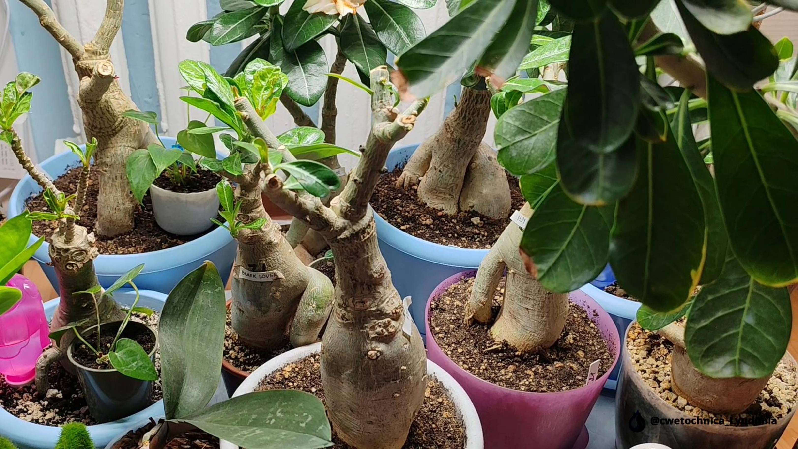 Результат пересадки адениумов