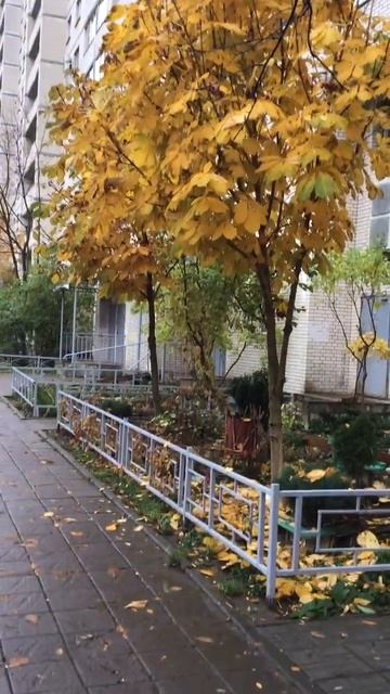 Санкт-Петербург. 02.11.2025. Последний месяц осени, в золотом и зеленом. Цветник у дома. Эпизод 3