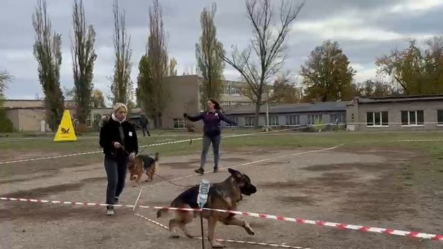 МОЛОДЫЕ КОБЕЛИ / КЧК ШАХТЫ 3 ноября`25 Н.Павлова Моно немецких овчарок