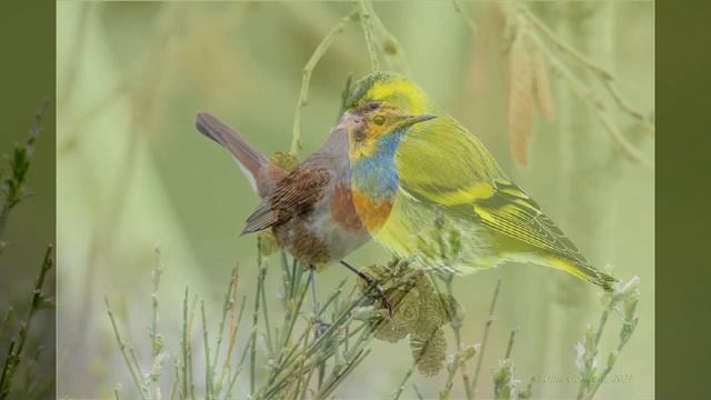 п.ЖАВОРОНОК автор Влад. Семенов исполняет Мила Семенова