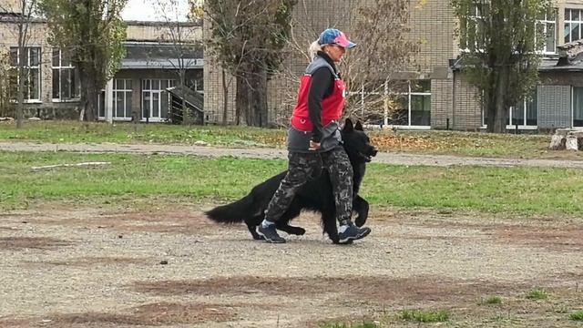 2 Отл. Бальдрсенс ДАЙМОНД ОФ МАЙ СОУЛ +++ №28. ШАХТЫ 3 ноября`25 Моно немецких овчарок