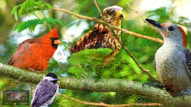 Из жизни птицы - автор-исп. Влад.Семенов