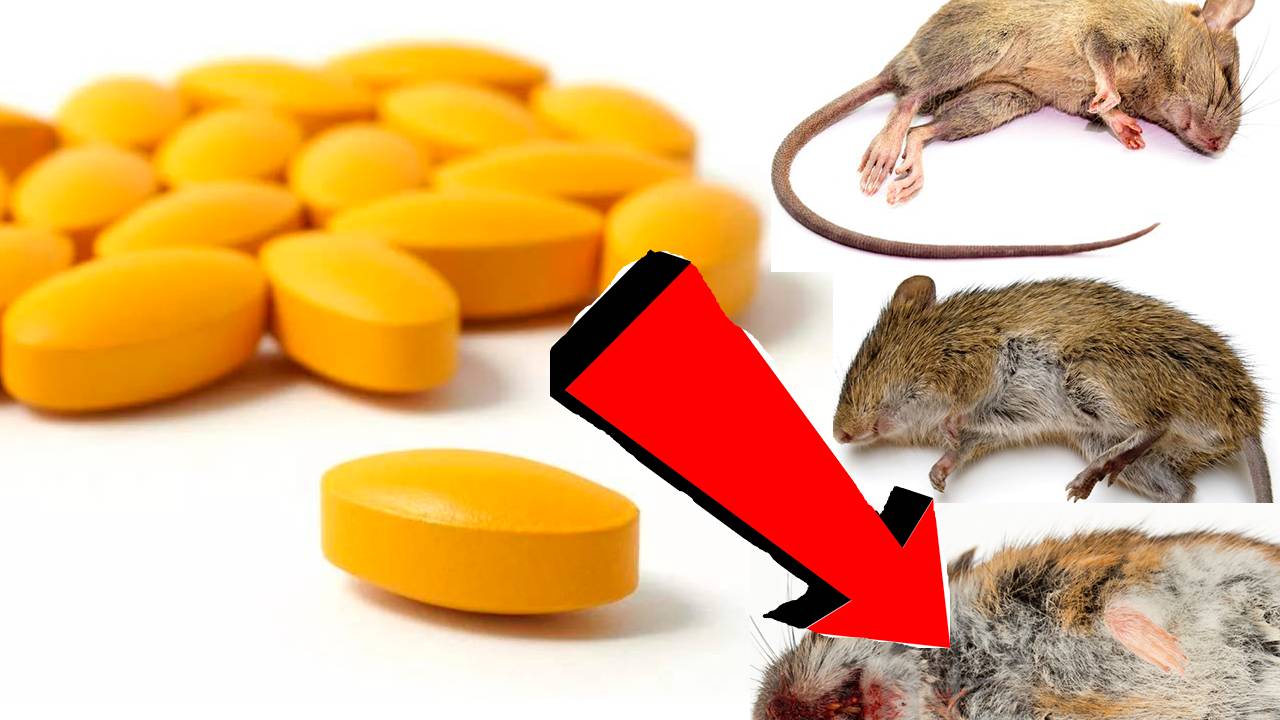 Как избавиться от мышей и крыс навсегда За 1 минуту...!!!...