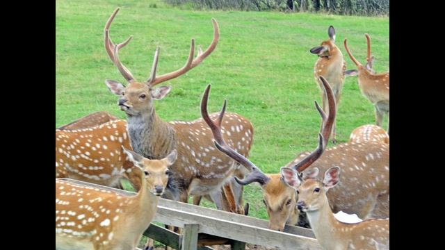 Оленья ферма в Едно