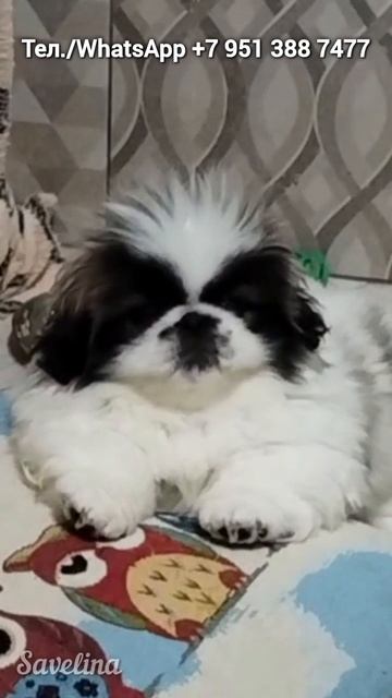 Питомник пекинесов "Савелина", мальчики продаются