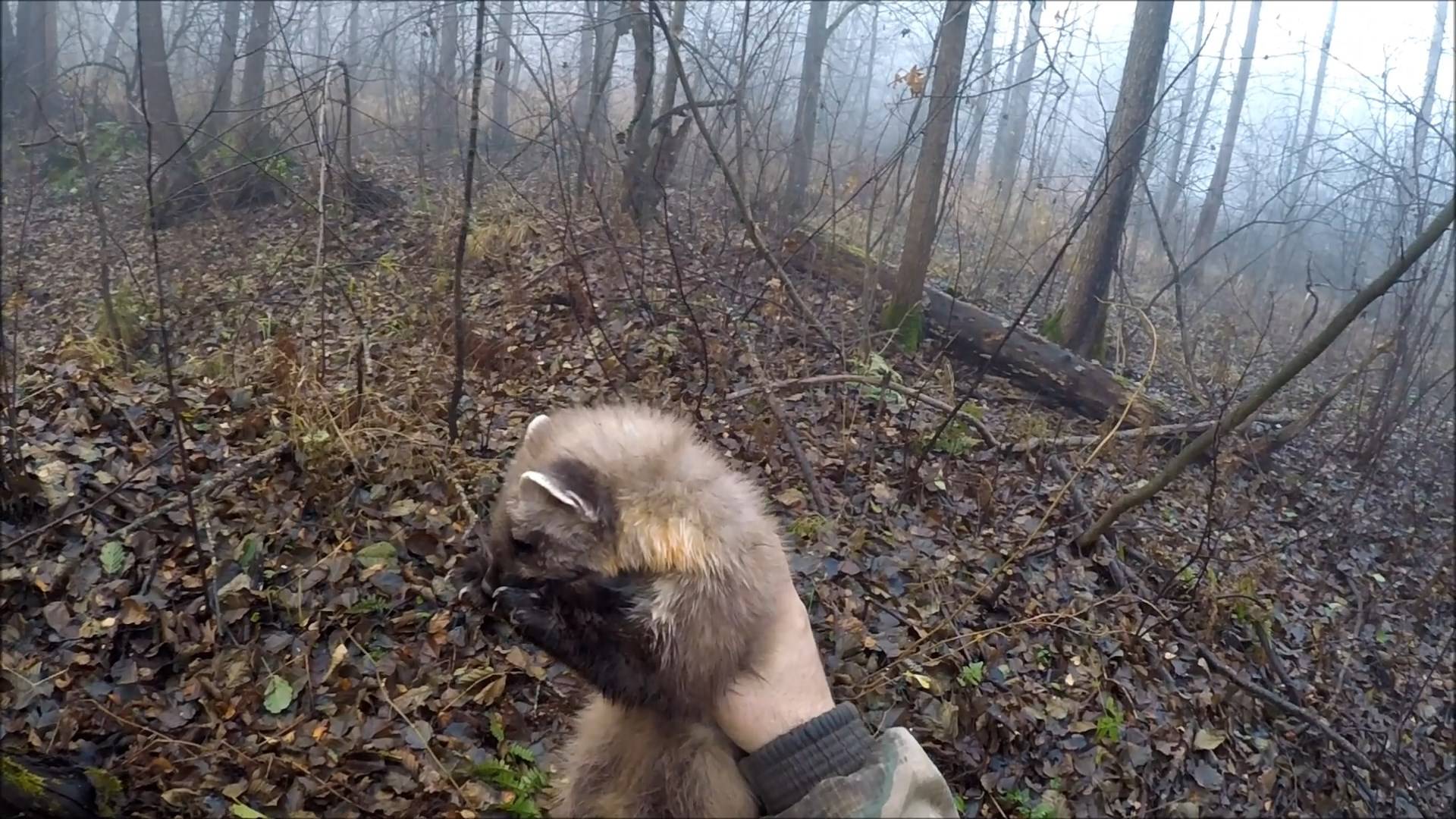 Открытие охоты на куницу 2025(Будни охотника и рыбака)