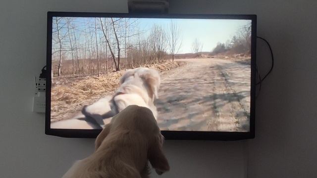 Ахиллес смотрит о голденах VID_20251102_160704