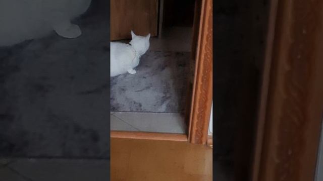 Милка капризничает