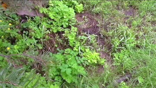 Облепиха, опыт выращивания.