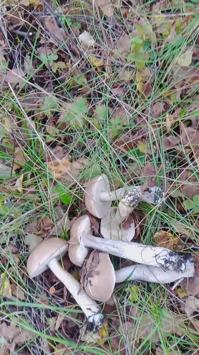 "Море" грибов.