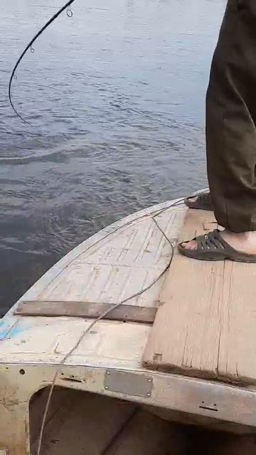 Щука 7кг на спиннинг блесна вертушка блюфокс белый номер 5