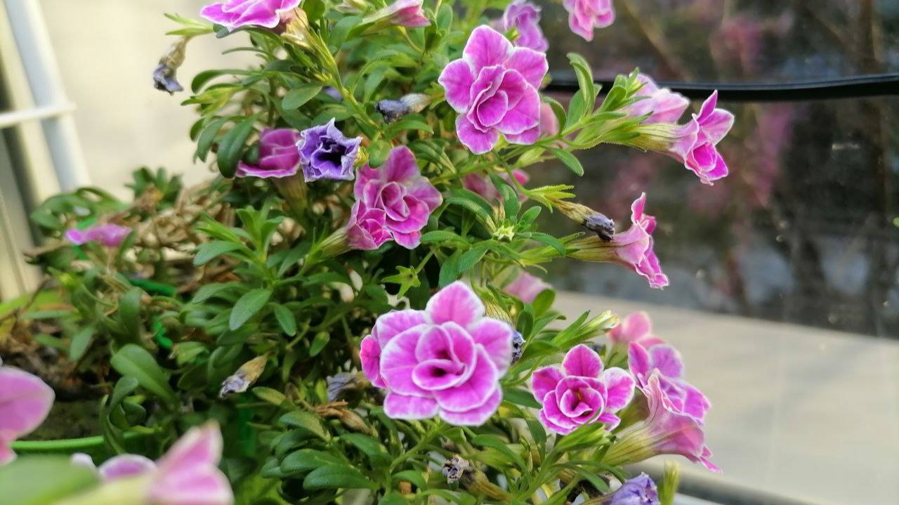 🌸Калибрахоа как домашнее растение, как зимует на подоконнике