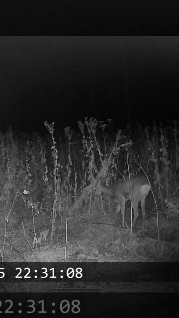 Косуля фотоловушка