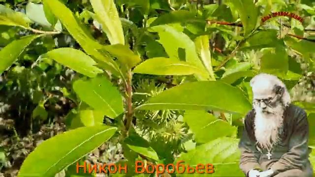 Никому о себе не рассказывай! - Очень мудрые советы Никона Воробьева