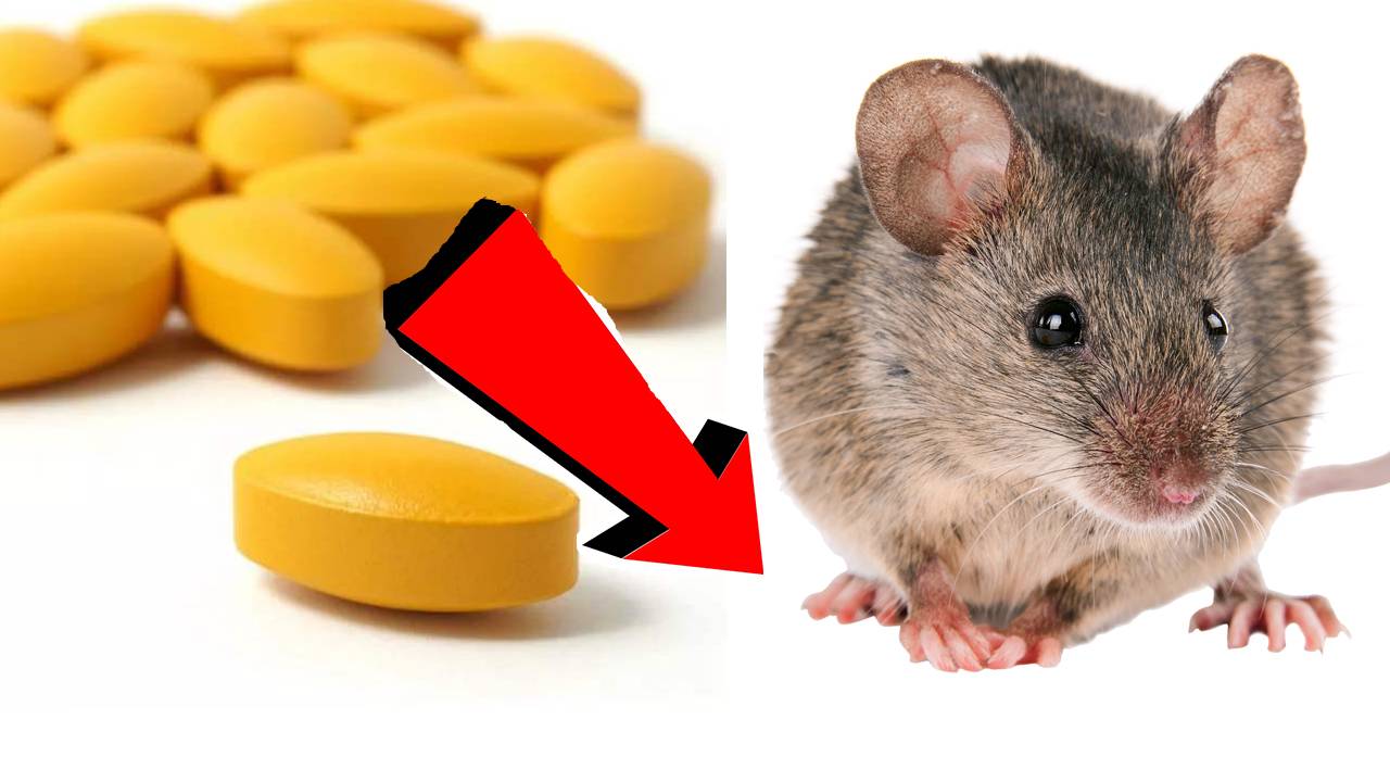 Как избавиться от мышей и крыс навсегда За 1 минуту....!!!....