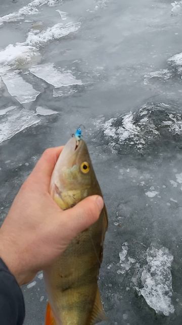 первые горбачи на балансир перволедье