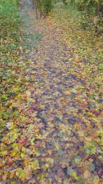 2025-10-14 11-48 четыре осенних момента