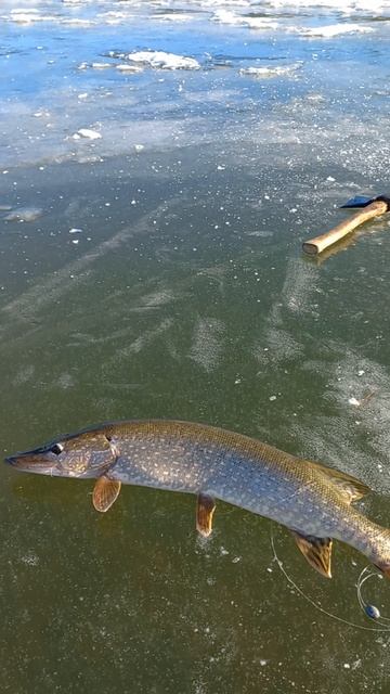 Рыбалка на дерлицу перволедье 2025