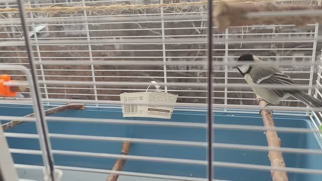 Выгул домашних синиц на улице