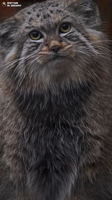 Манул Шу после обеда приходит в себя. Ленинградский зоопарк