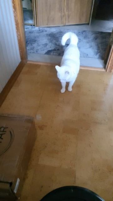 Милка играет с любимой игрушкой