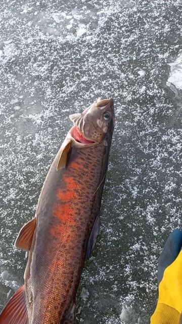 первый лед Ленок на жерлицу