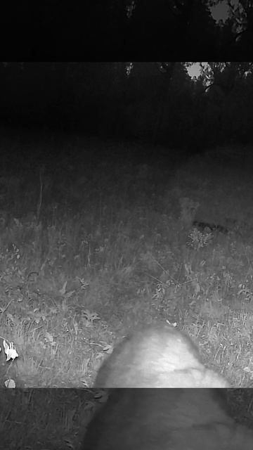 медведь фотоловушка