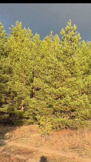 Рачейский лес. Красивые места Самарской области.  Осень.