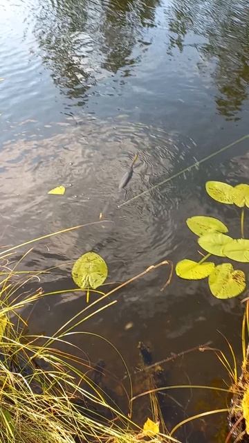 Ловля крупной щуки на таёжном озере на спиннинг извиняюсь за мат 🤬