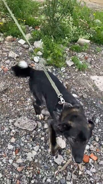 ЛЁЛЯ ждет хозяина в МП г.Перми