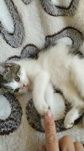 Чика, наш новый жилец