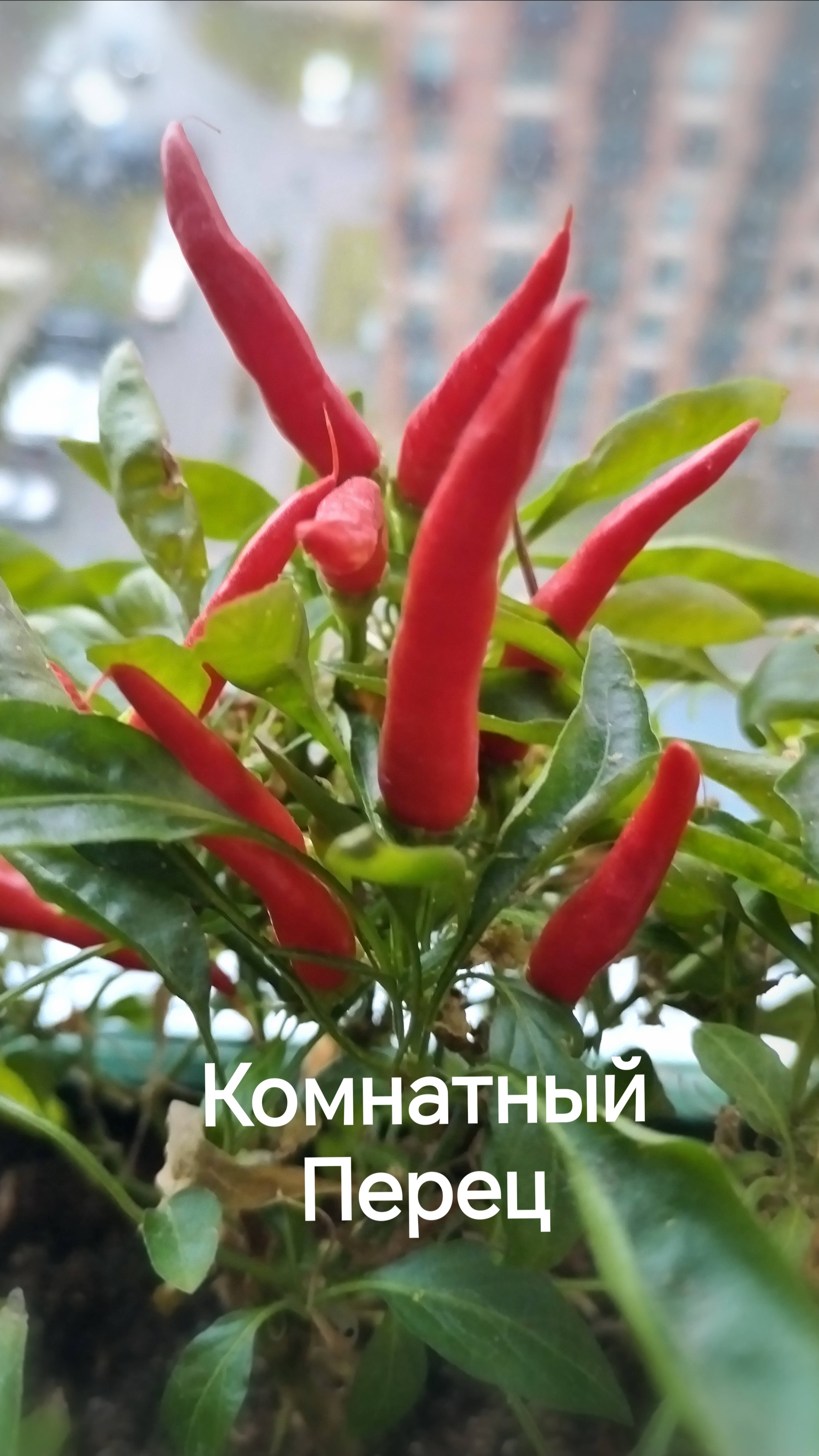 Комнатные перцы в квартире на подоконнике.#комнатныйперец, #перцыкомнатныевгоршках, #перецмаленький