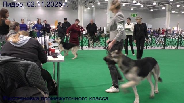Расстановка промежуточного класса
