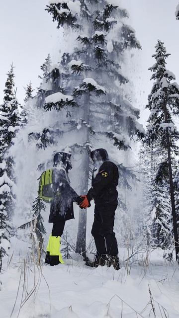 Если пнуть дерево со снегом