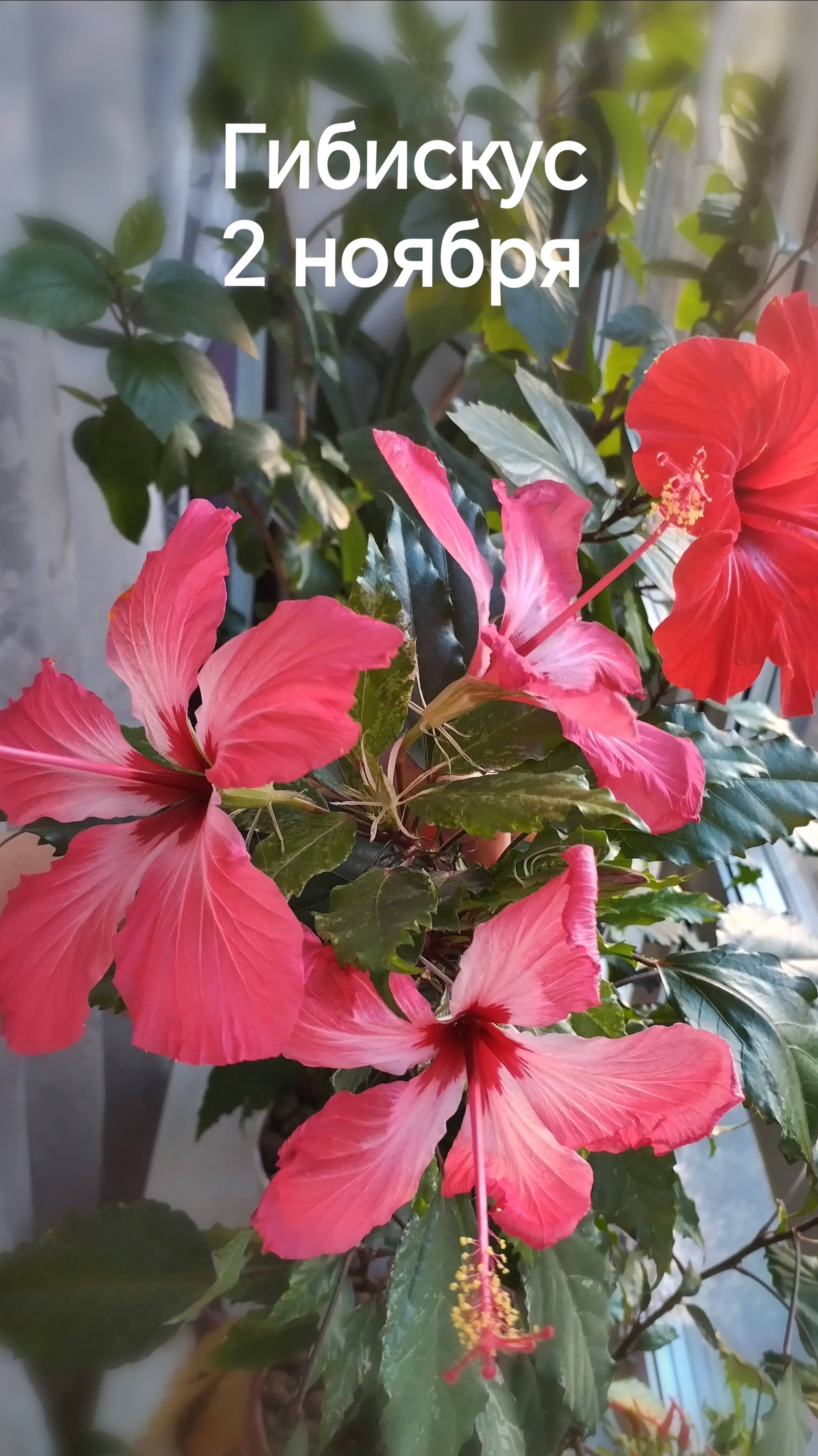 2 ноября гибискусы цветут на подоконнике в квартире #гибискус_цветок, #гибискус_комнатный, #гибискус