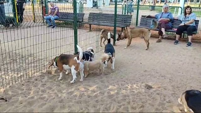 Много Биглей не бывает