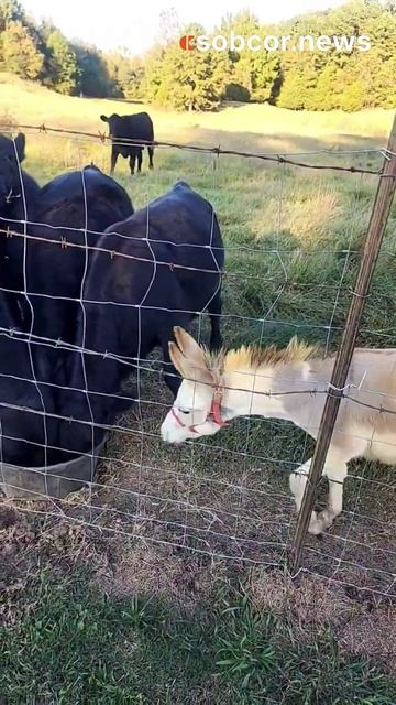 Ты – не ты, когда голоден