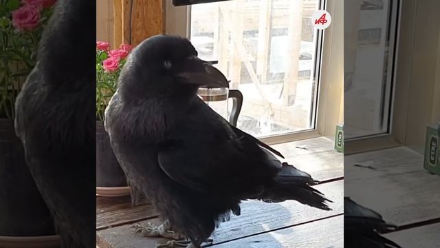 «Карлуша, молодец!»: говорящий ворон из Подмосковья. Такого вы ещё не слышали!