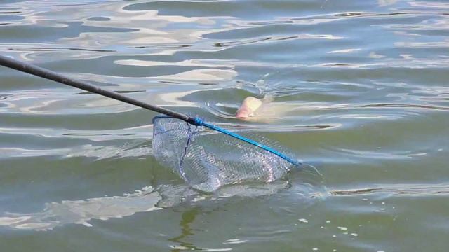 О главном. выпуск 95