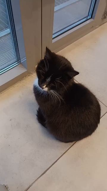 Котик милая мордашка! 🌺💝#кот