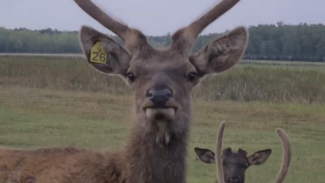 Сафари по сибирски. Страусиная ферма, маралы и верблюды в Сибири.