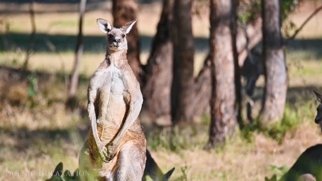 Дикая природа с успокаивающей, спокойной музыкой