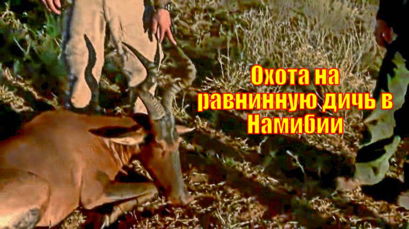 Братья устраивают потрясающую Охоту на равнинную дичь в Намибии