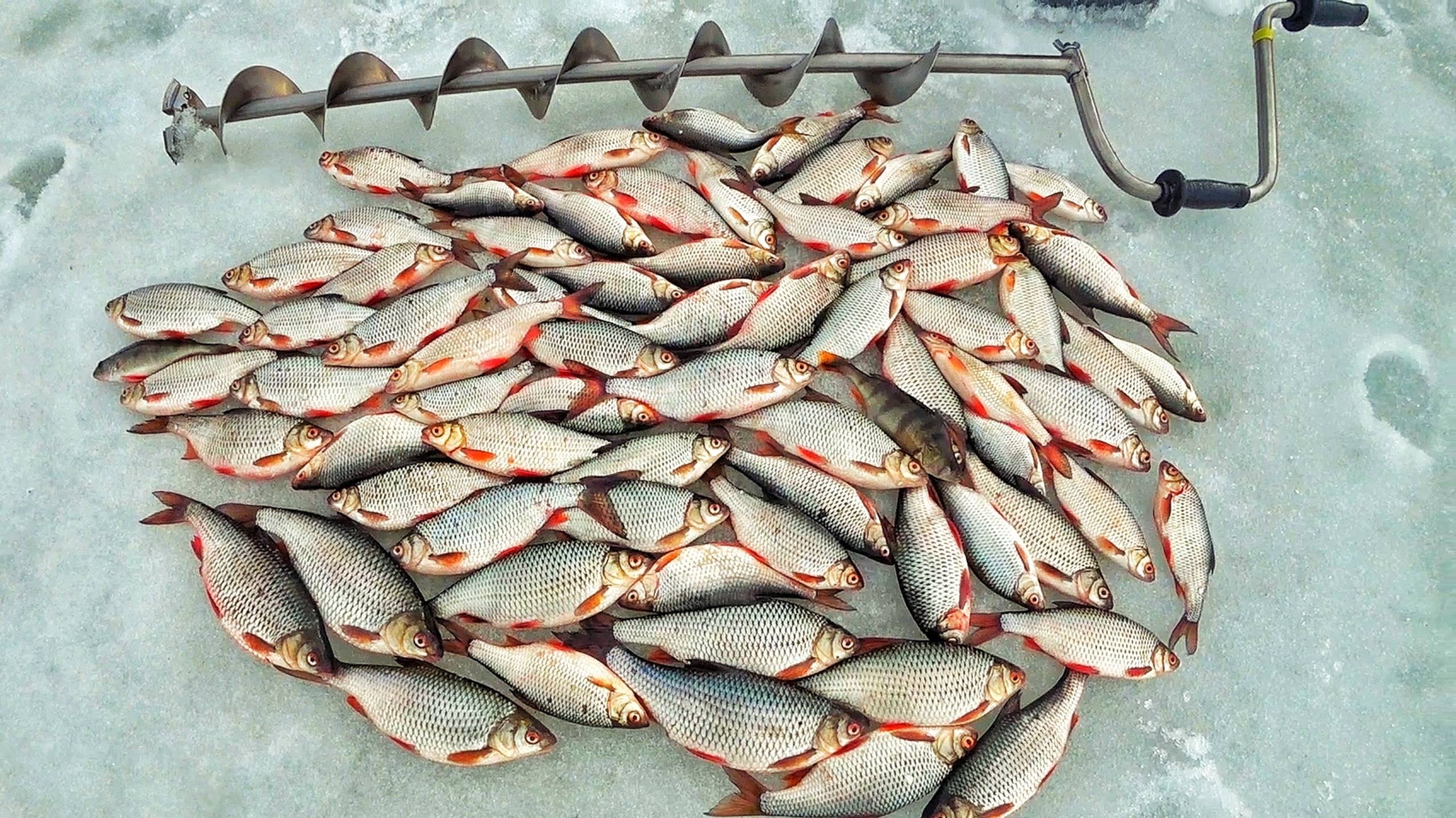 ТРОФЕЙНАЯ ПЛОТВА НА БЕЗМОТЫЛЬНУЮ МОРМЫШКУ