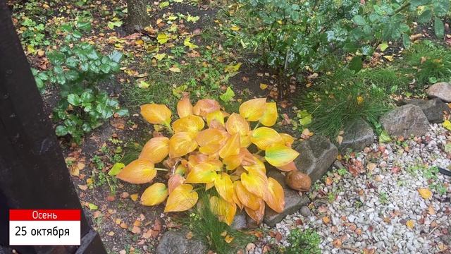 А-ля сад!  Дневник наблюдений. Часть тринадцатая.