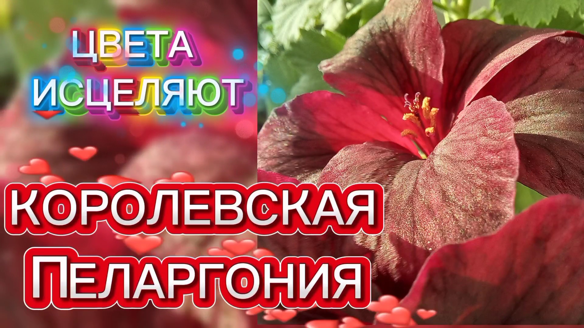 Пеларгония Королевская. Поднимает тонус и настроение.