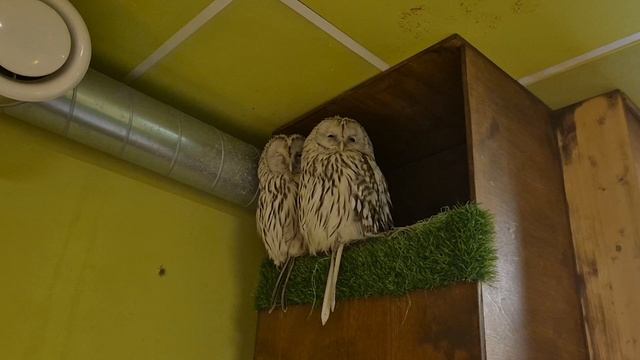 АНТИКАФЕ "СОВИНЫЙ ДОМ". м Рижская